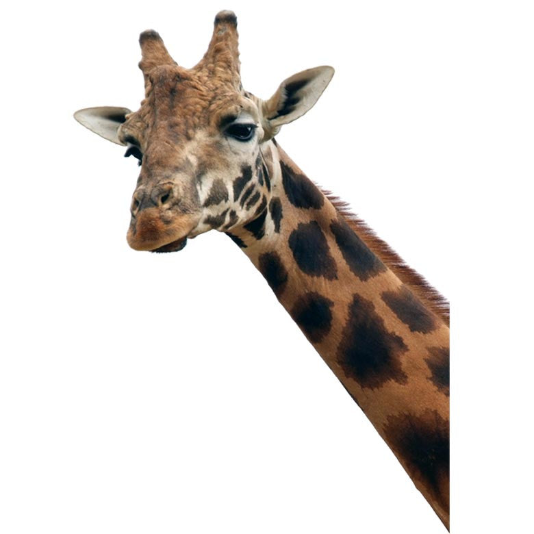Giraffe Head Wall Decal Peel and Stick Room Corner Wall Sticker VWAQ-G50