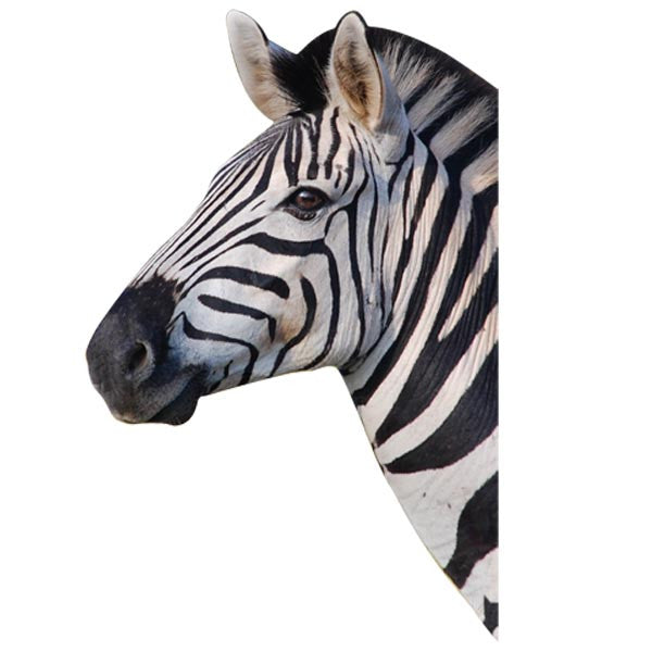 Zebra Head Wall Decal Peel and Stick Room Corner Wall Sticker VWAQ-G503 ...